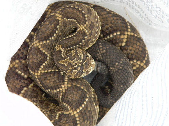 Cascabel - Rattlesnake | Project Noah