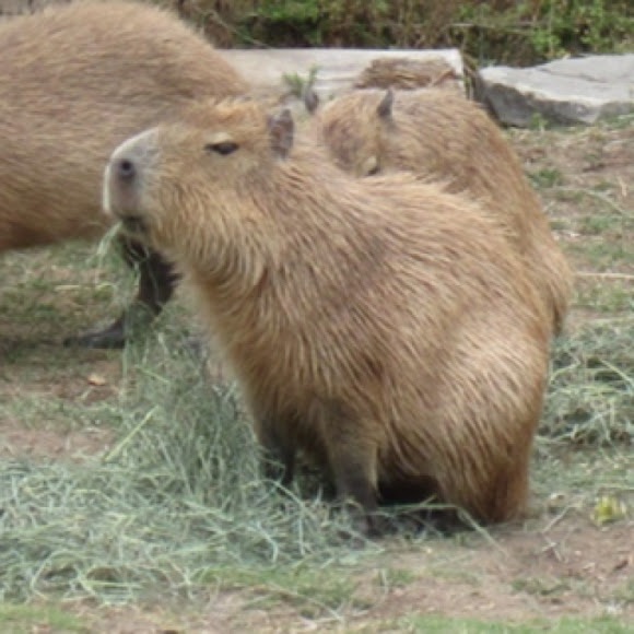 Capybara | Project Noah