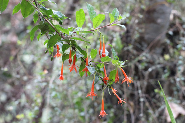 Fuchsia | Project Noah