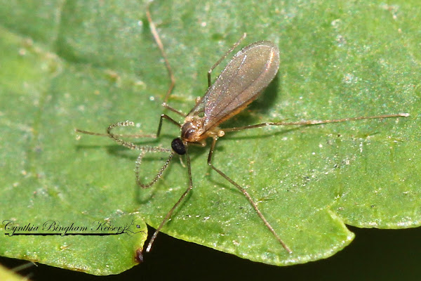 Gall Midge | Project Noah