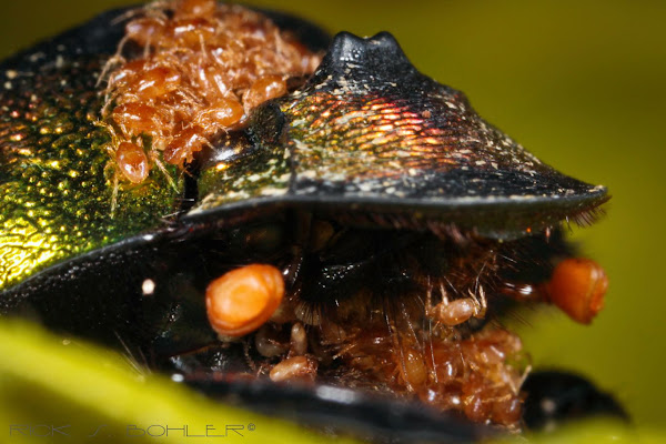 hitchhiker mites | Project Noah