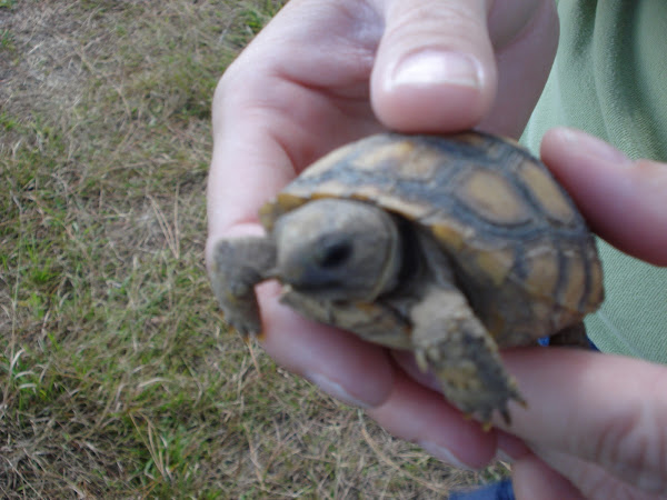 Gopher Tortoise (young) | Project Noah