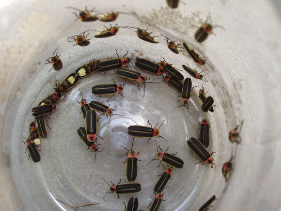 Pennsylvania Firefly | Project Noah