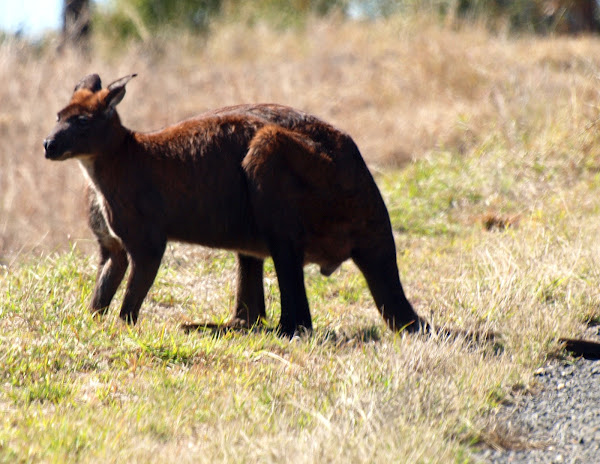 Eastern Wallaroo | Project Noah