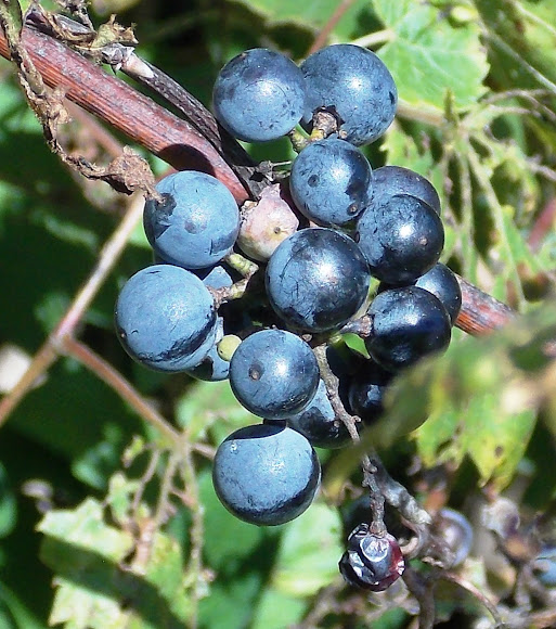 Wild Grapes | Project Noah