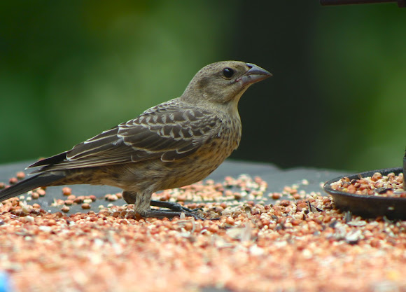 Brown-Headed Cowbird (Juvenile) | Project Noah