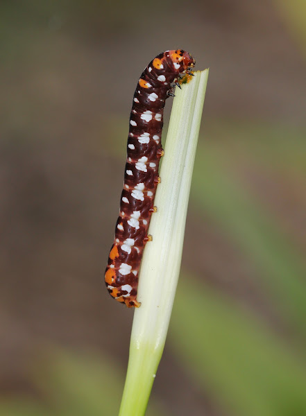 Lily Moth Caterpillar | Project Noah