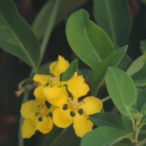 Yellow Orchid Vine | Project Noah