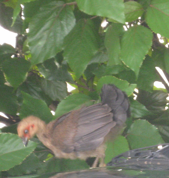 Australian Brush Turkey Chick | Project Noah