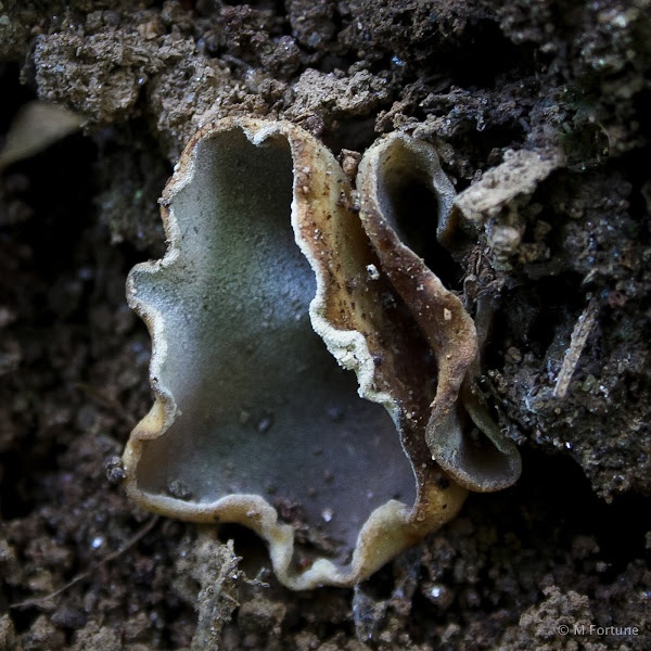 Bladder Cup | Project Noah