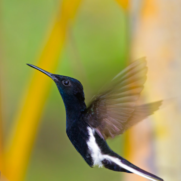 Hummingbirds of Brazil | Project Noah
