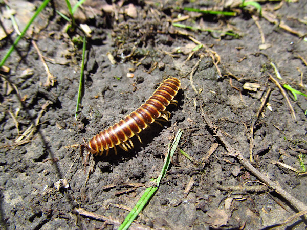 Iowa Millipede | Project Noah