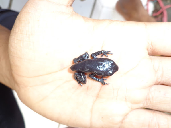 Katak Serasah | Project Noah