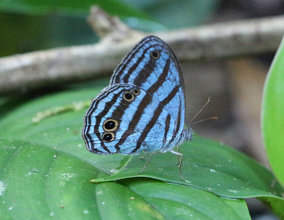 Cephus Blue Ringlet | Project Noah