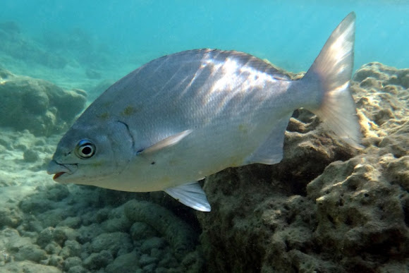 Gray Chub | Project Noah