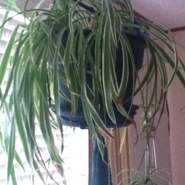 Spider Plant | Project Noah