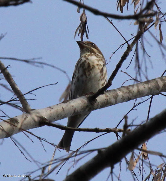 Purple finch | Project Noah