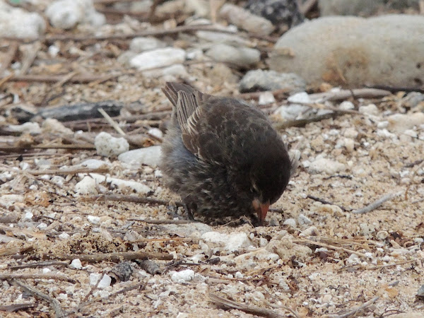 Sharp-beaked ground finch or Vampire finch | Project Noah