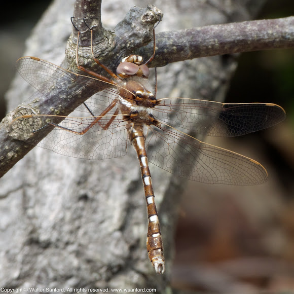 Stream Cruiser dragonfly (male) | Project Noah