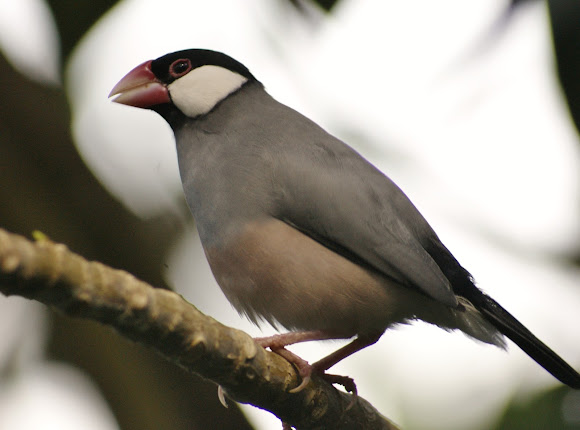 Java Sparrow | Project Noah