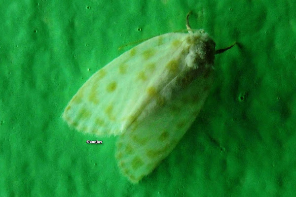 Arctiid Moth | Project Noah