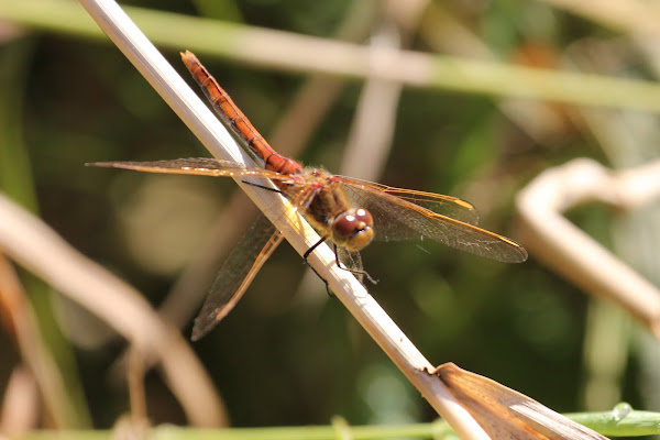 Ruby Meadowhawk | Project Noah