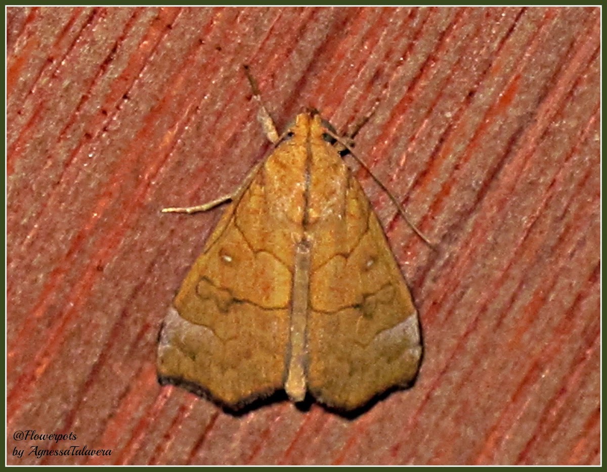 Cotton Looper Moth | Project Noah