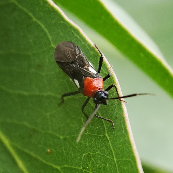 Wasp mimic capsid bug | Project Noah