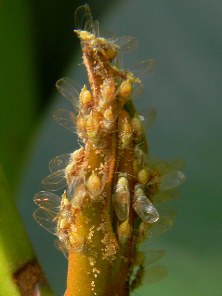 jumping plant lice (Calophyllum Psyllid?) | Project Noah