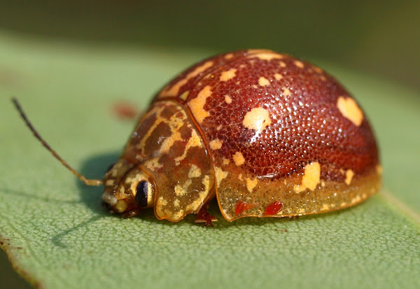 Eucalyptus Tortoise Beetle | Project Noah