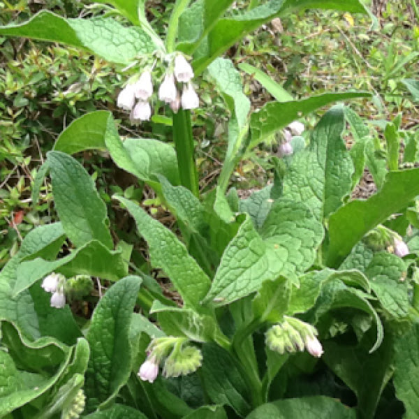 Comfrey | Project Noah