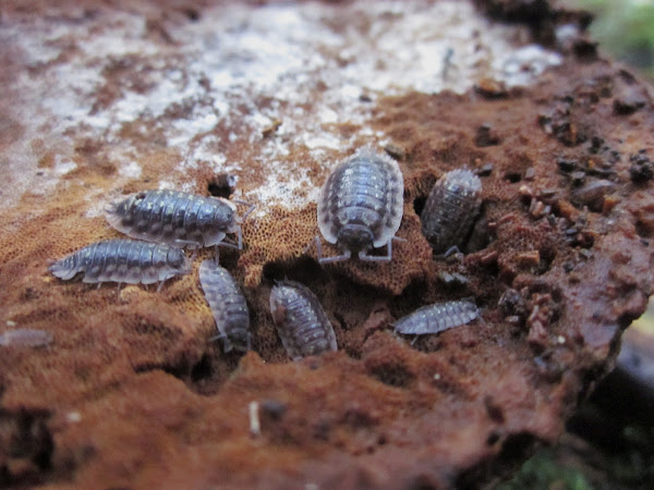 woodlouse | Project Noah