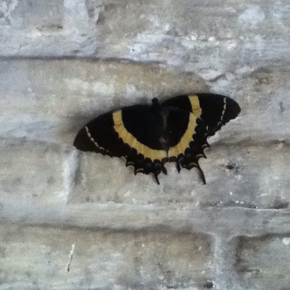 Magnificent Swallowtail Butterfly | Project Noah