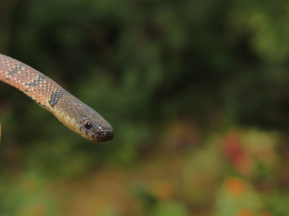 Spotted Coffee Snake | Project Noah