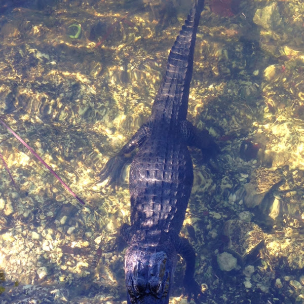 American Alligator | Project Noah