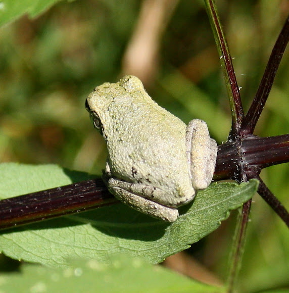 Cope's Gray Tree Frog | Project Noah