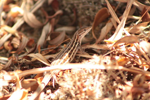 Red-tailed Spiny-footed Lizard | Project Noah