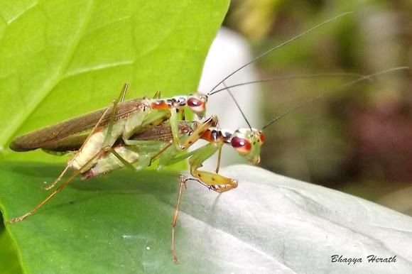 mating praying mantis | Project Noah