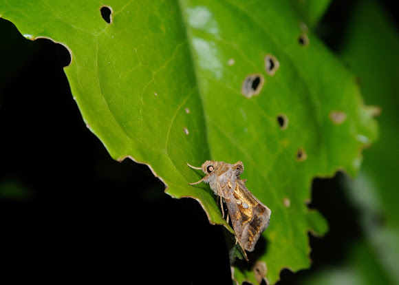 Golden Twin-spot Moth | Project Noah