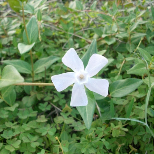 Vinca minor alba (White Periwinkle) | Project Noah