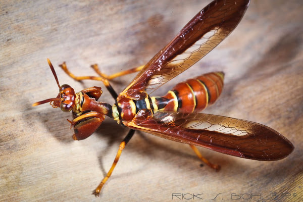 Wasp Mantidfly | Project Noah