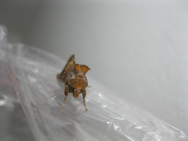 Tomato Looper | Project Noah