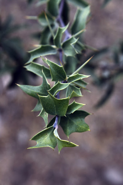 Taique | Project Noah