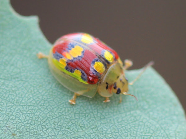 Glorious Leaf Beetle | Project Noah