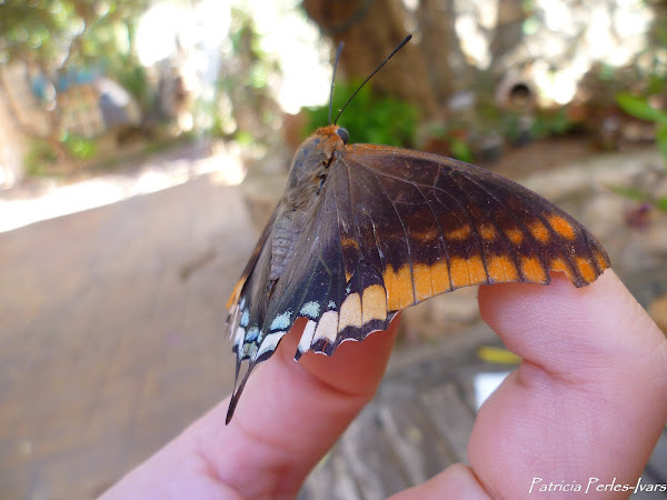 Two-tailed Pasha | Project Noah
