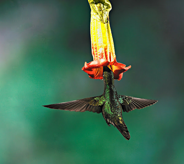 swordbill hummingbird | Project Noah