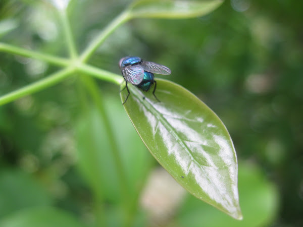 Northern blowfly or blue-bottle fly | Project Noah