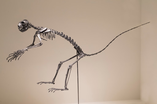 Lemur (Notharctus) — Google Arts & Culture