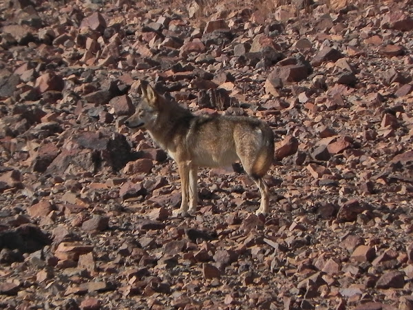 Arabian Wolf | Project Noah