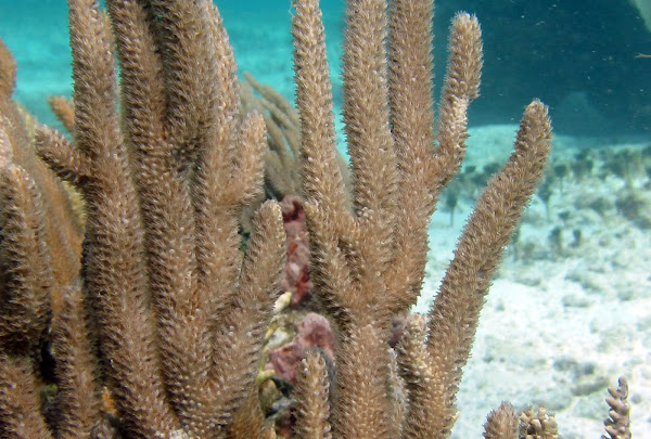 Spiny Sea Fan | Project Noah